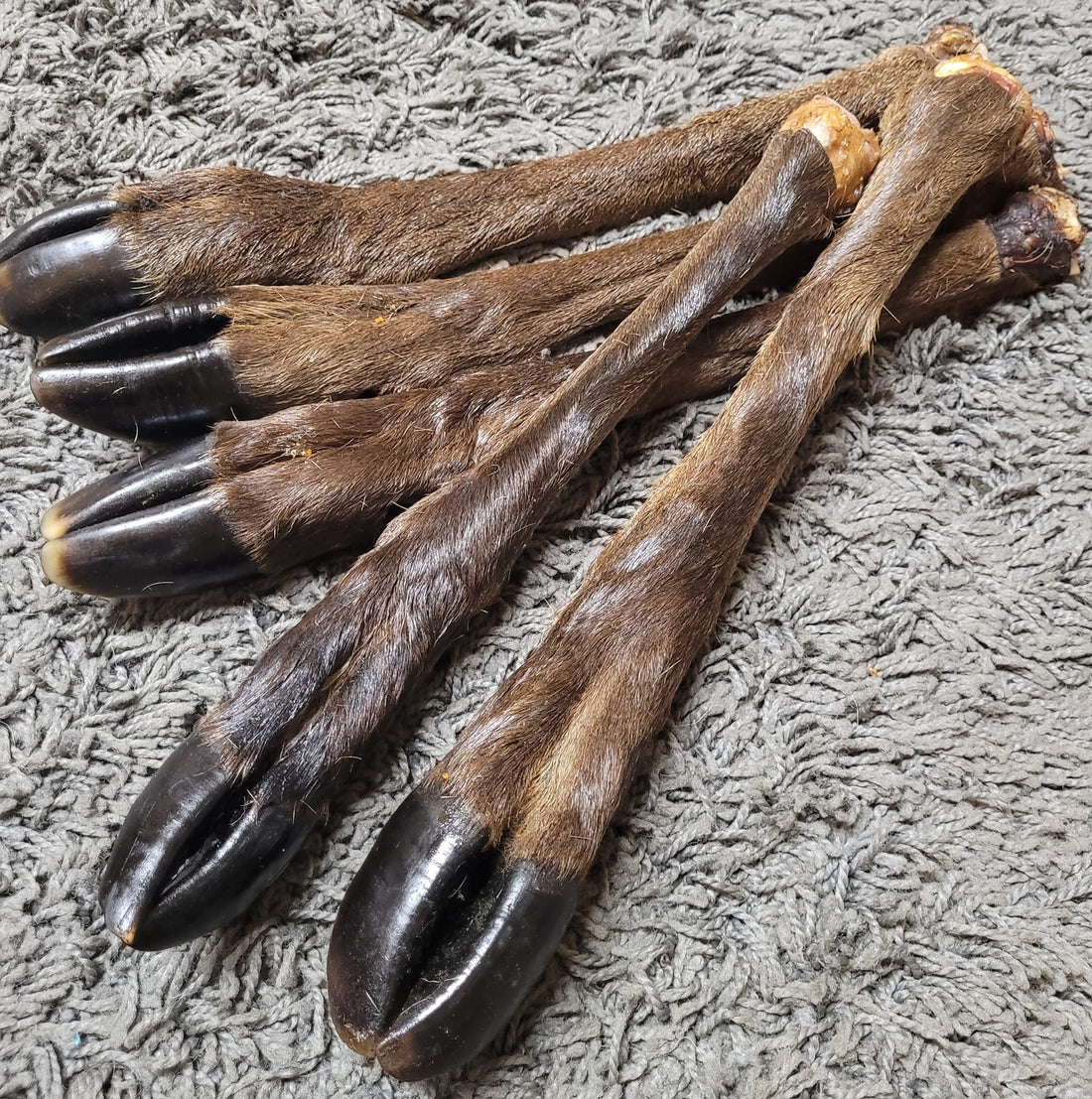 Venison Legs – Labra-Cadabra